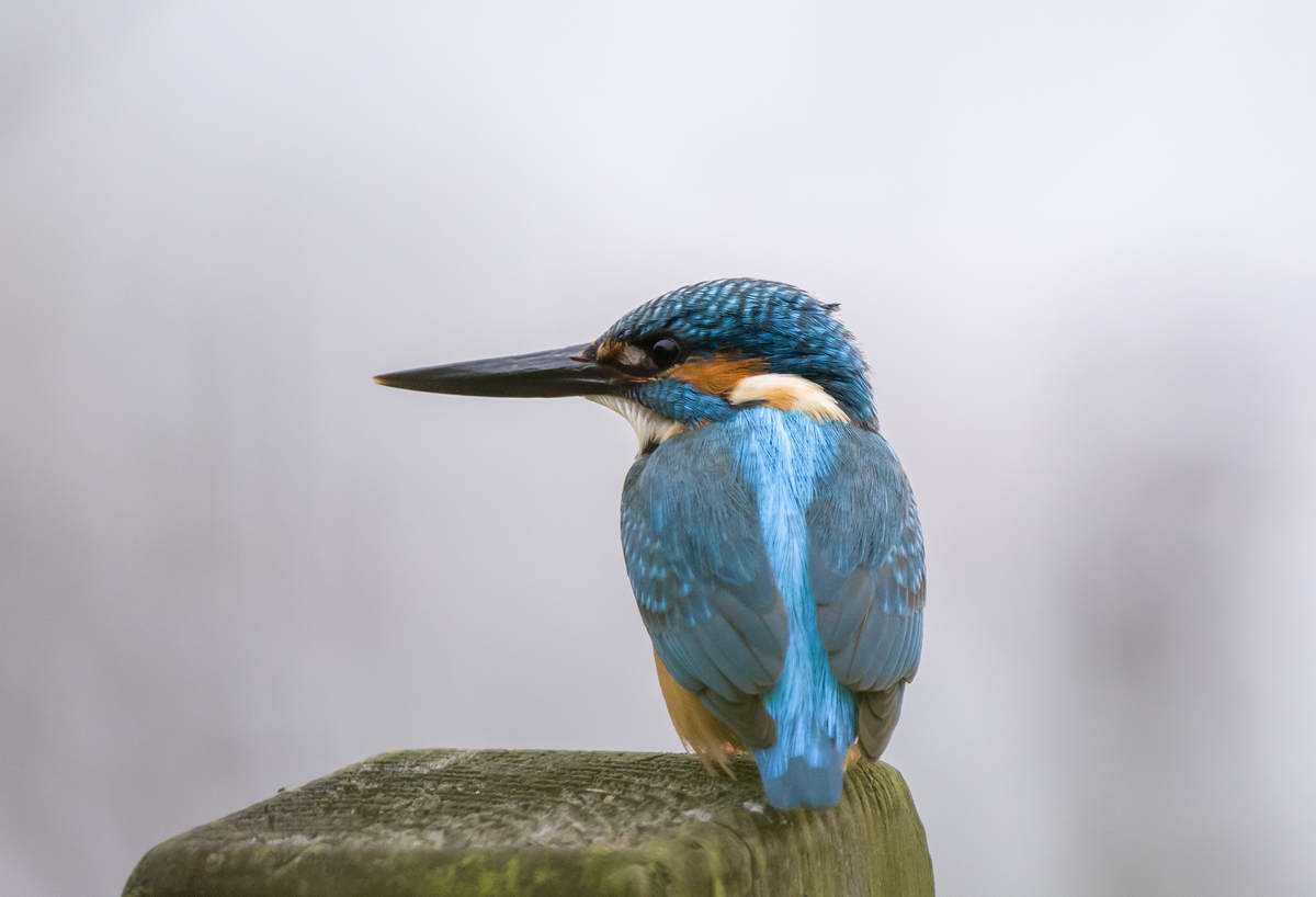 Birding Jianfengling, Hainan (A-H) - 10,000 Birds