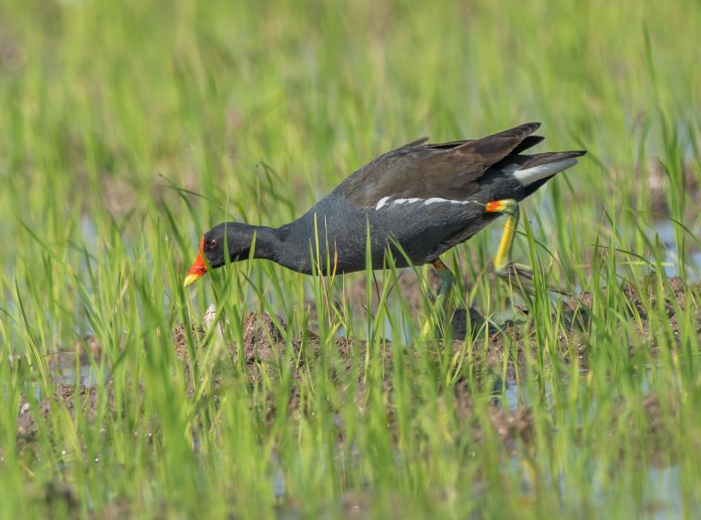 The 20 most common birds in Shanghai (Part 1) - 10,000 Birds