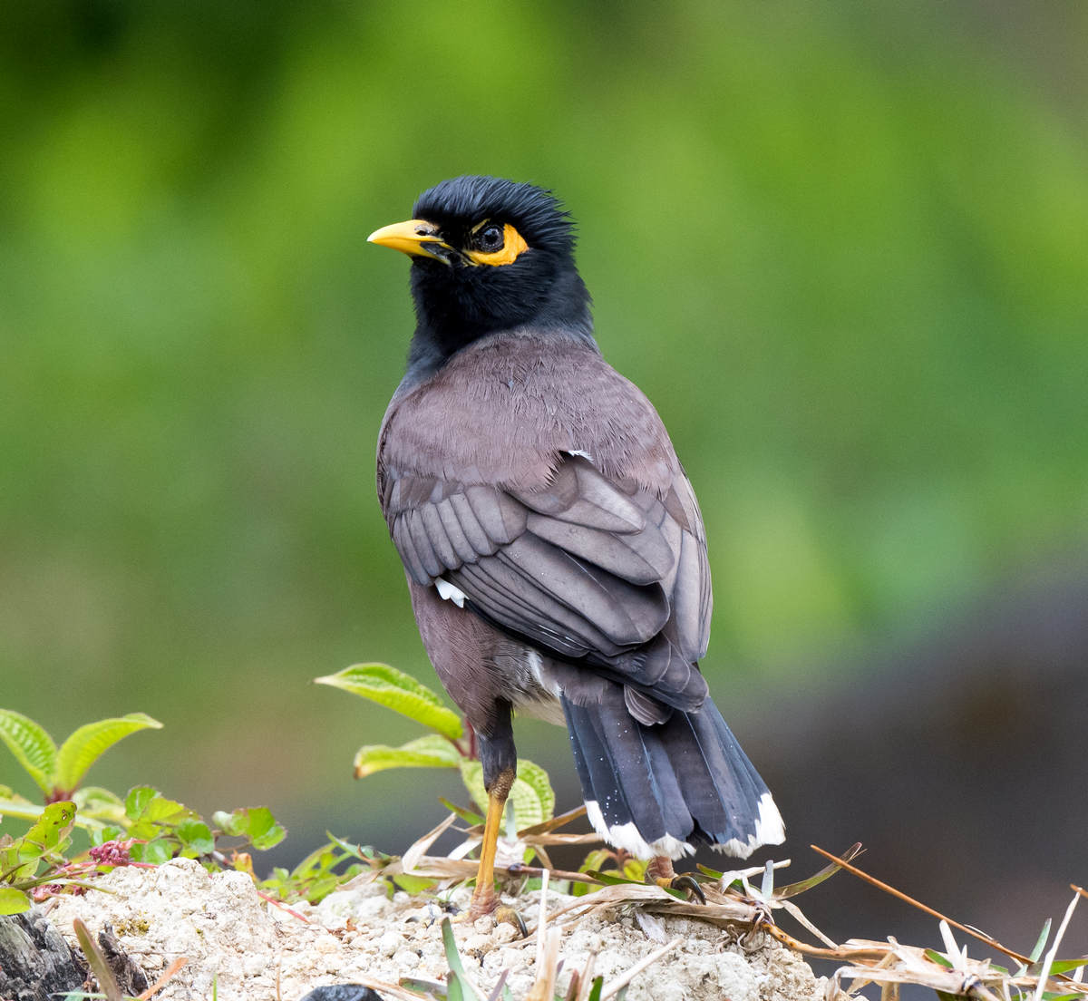 A few hours of birding on Mauritius Island - 10,000 Birds