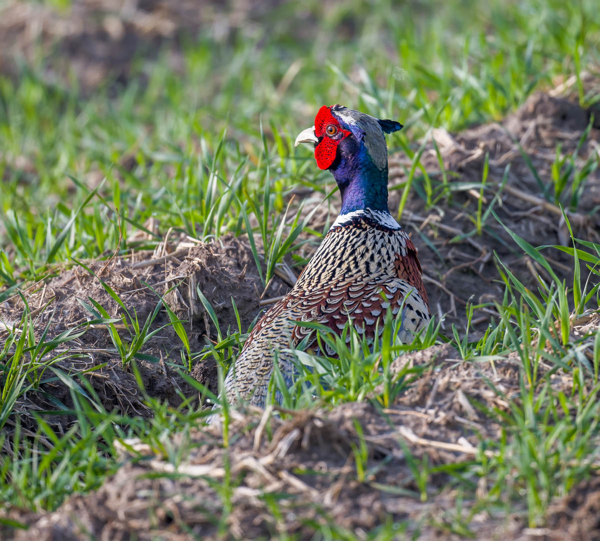 Birding Shanghai in March 2023 - 10,000 Birds