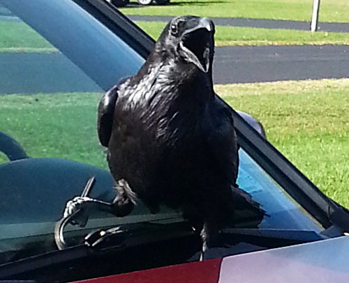 How Do You Stop Ravens From Destroying Your Car? - 10,000 Birds
