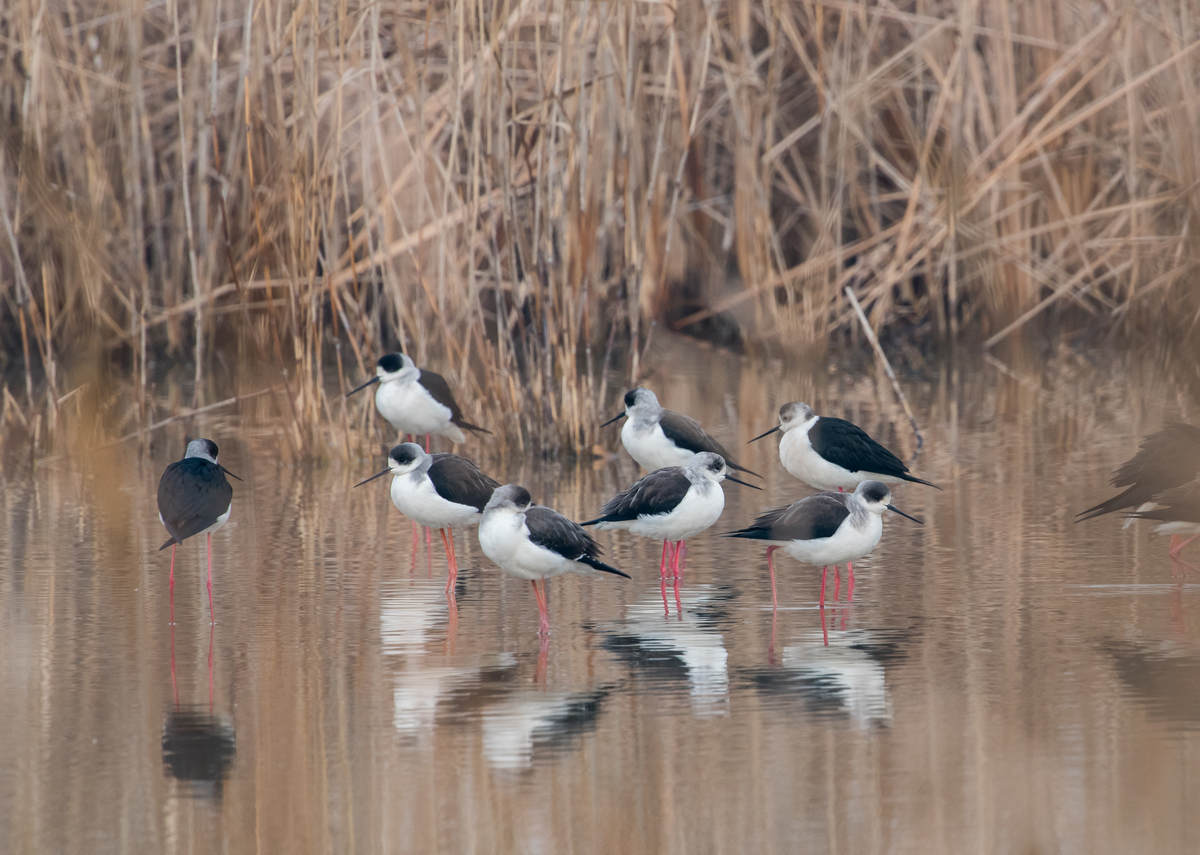 Birding Yancheng, Jiangsu - 10,000 Birds