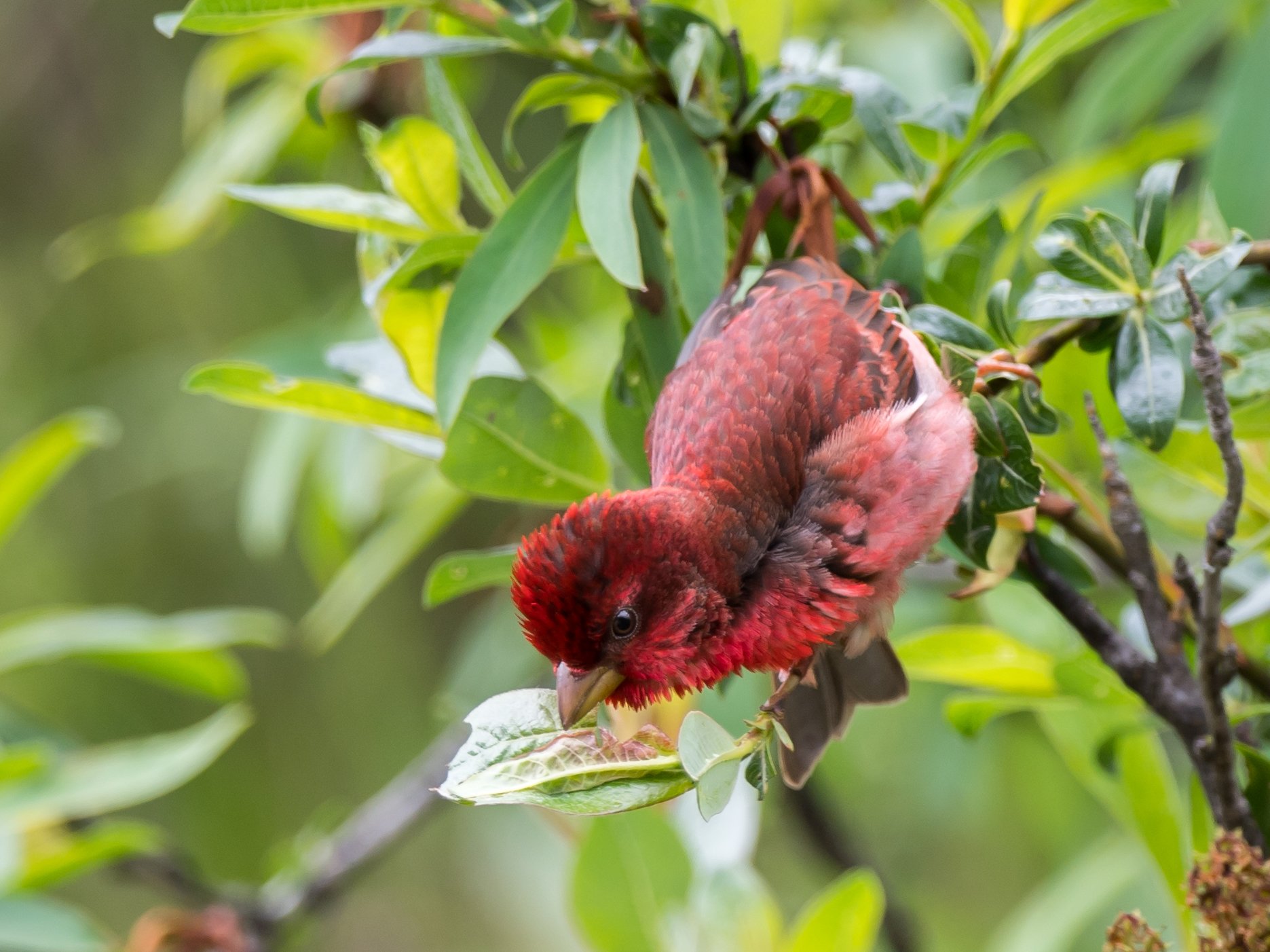 Birding Balangshan, Sichuan, China (part 2) - 10,000 Birds