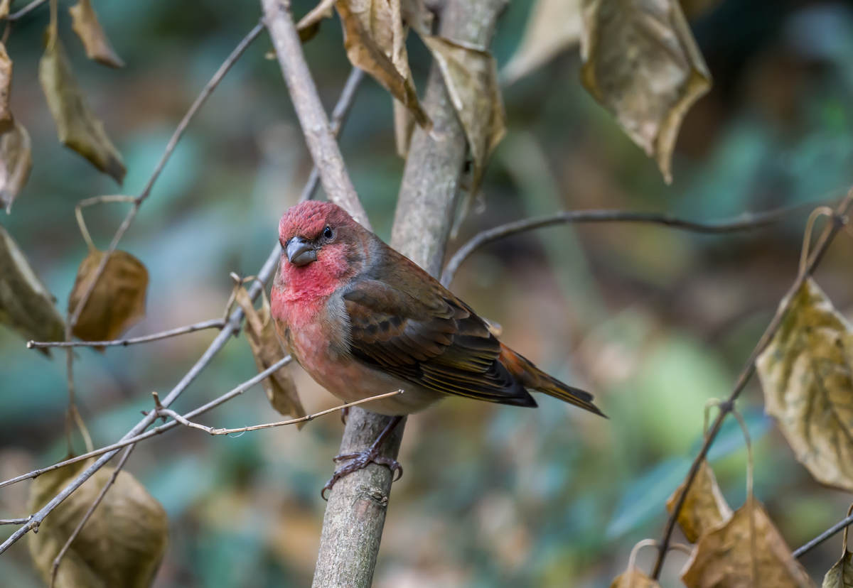 Birding Shanghai in January 2024 - 10,000 Birds