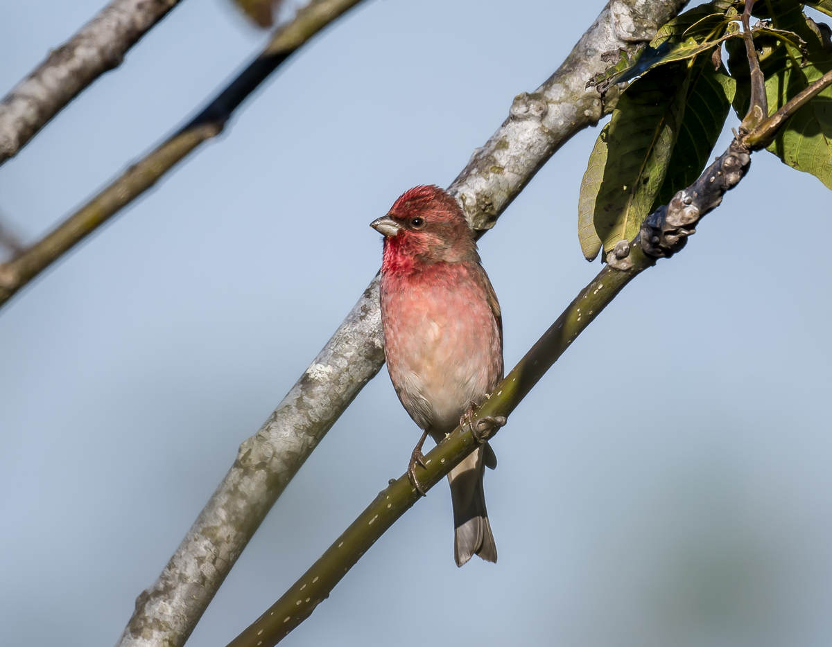 Birding Tongbiguan, Yunnan (part 1) - 10,000 Birds