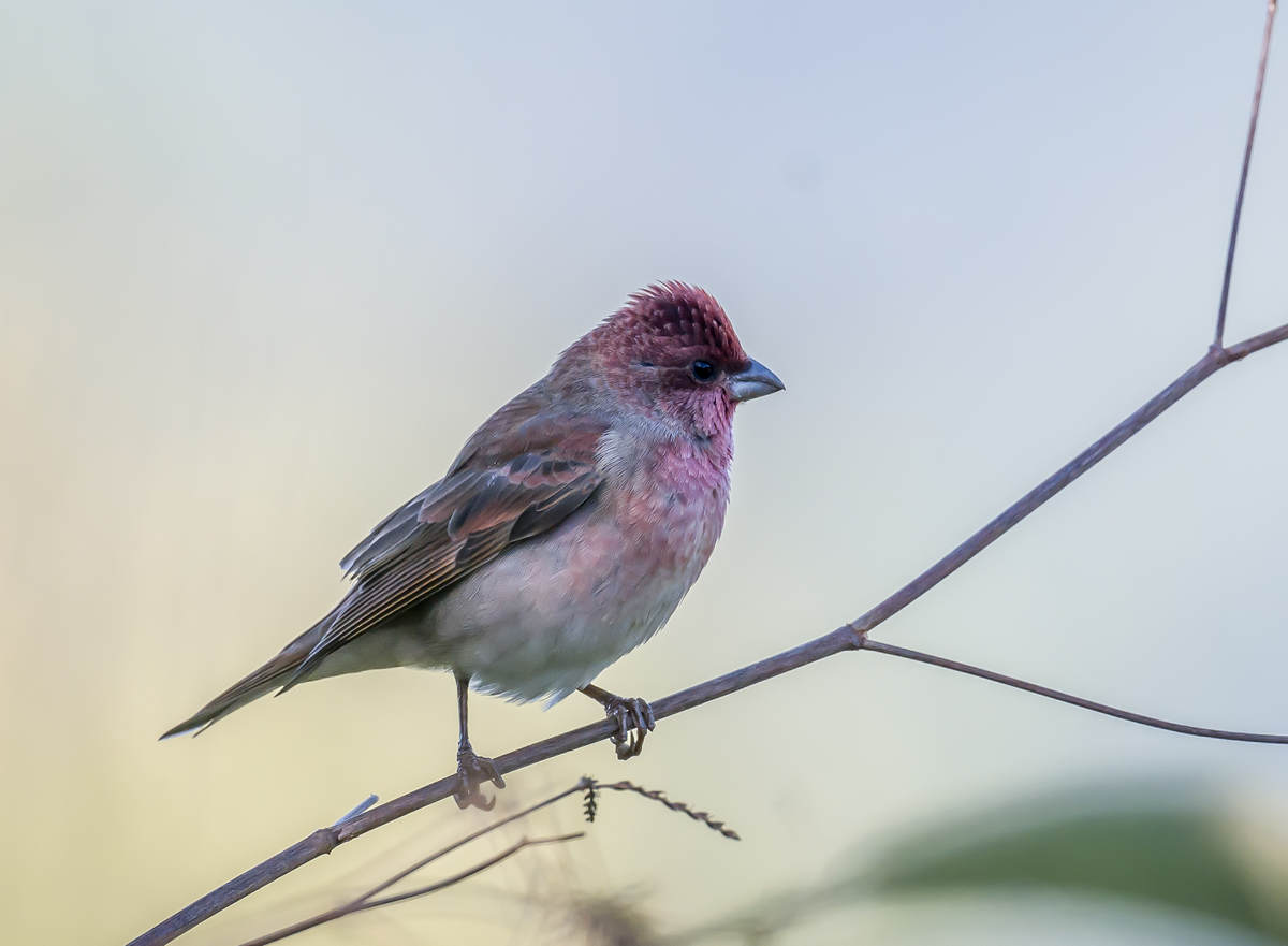 Birding Tongbiguan, Yunnan (part 1) - 10,000 Birds