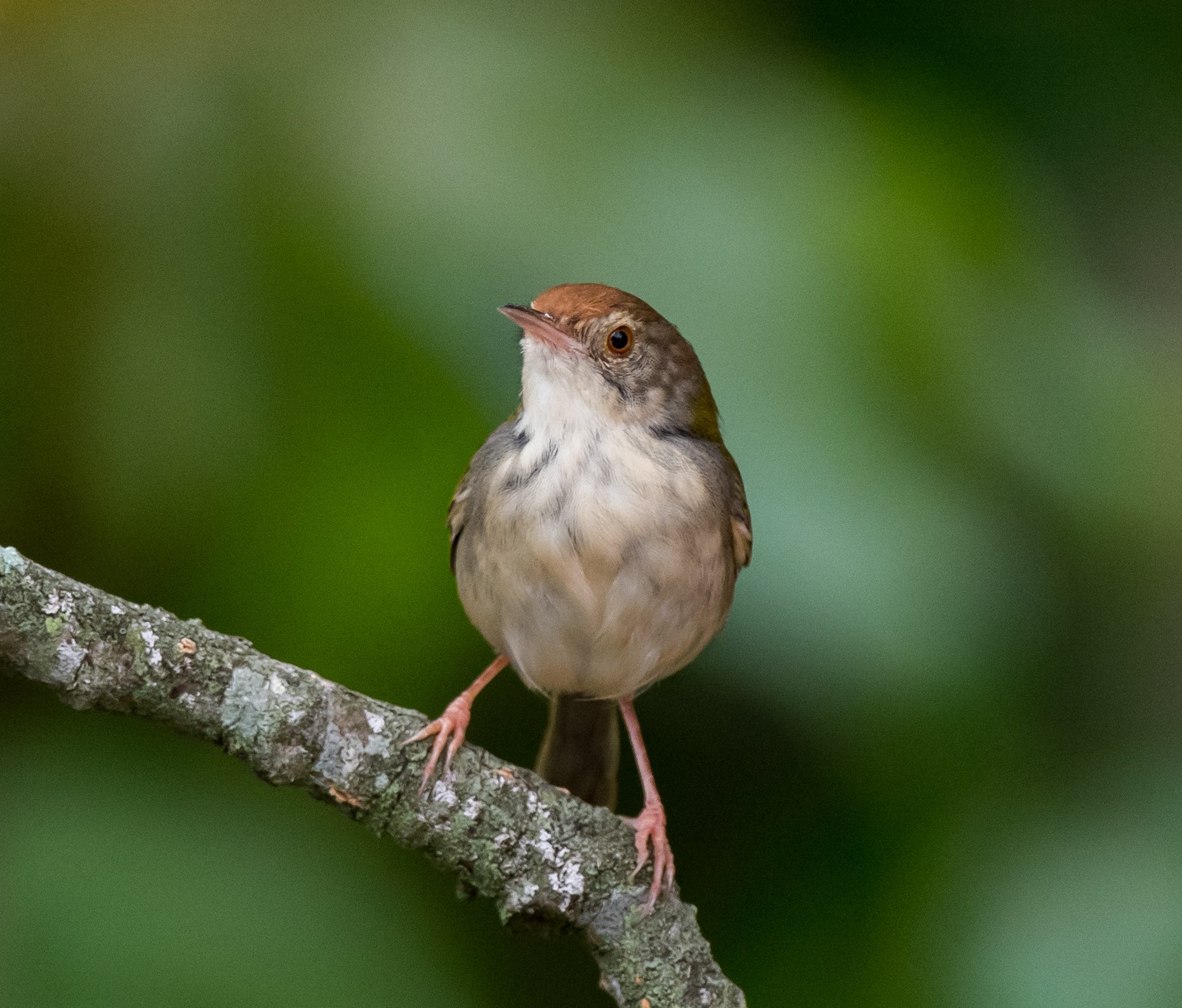 Birding Nonggang, Guangxi, China - 10,000 Birds