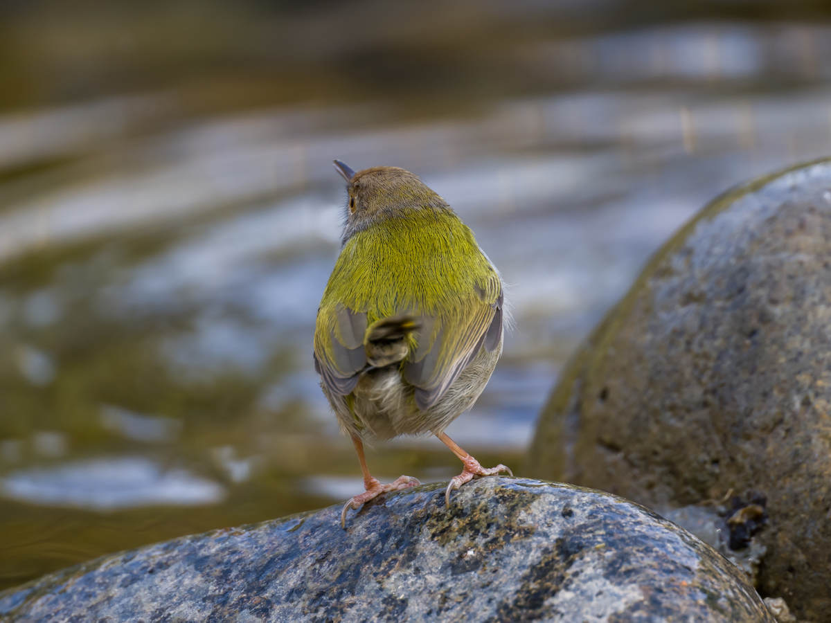 Birding Napo, Guangxi, China - part 1 - 10,000 Birds