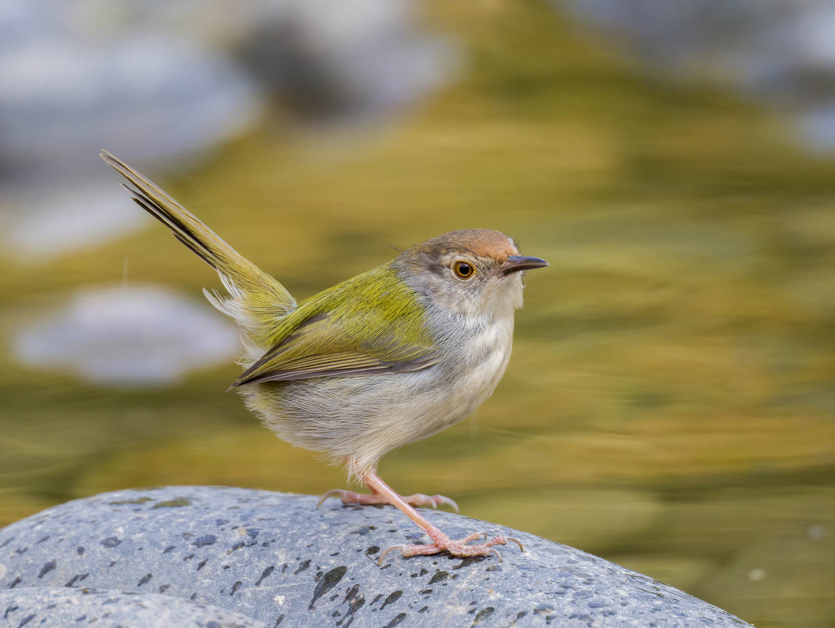 Birding Napo, Guangxi, China - part 1 - 10,000 Birds