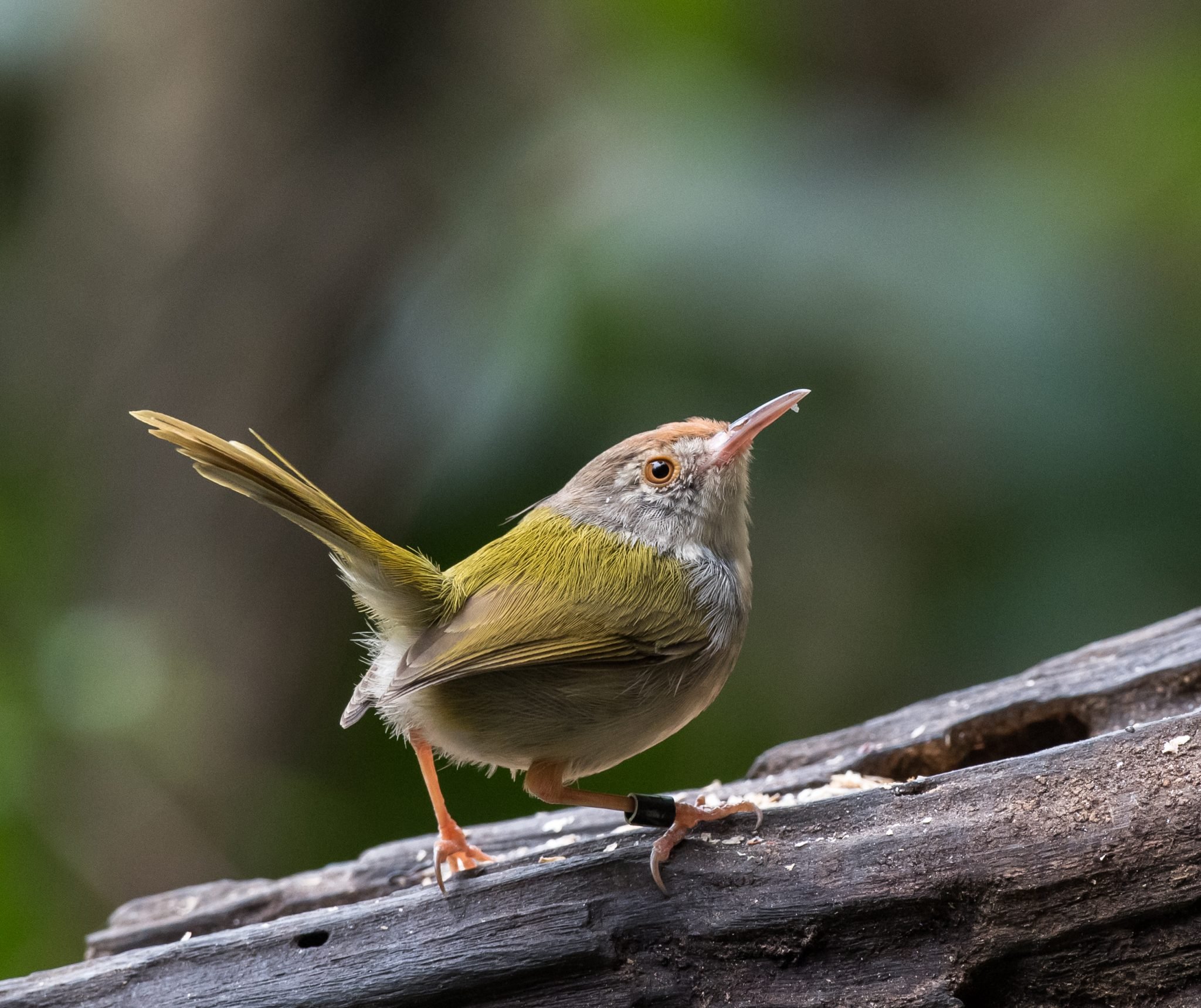 Birding Nonggang, Guangxi, China - 10,000 Birds