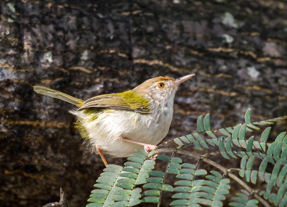 Birding Ruili, Yunnan - 10,000 Birds