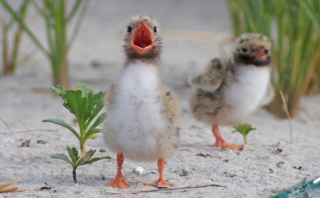 Common Tern Chick Getting Fed at Nickerson Beach - 10,000 Birds