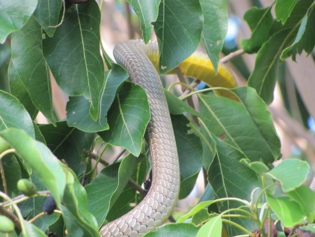 Common Tree Snake - 10,000 Birds