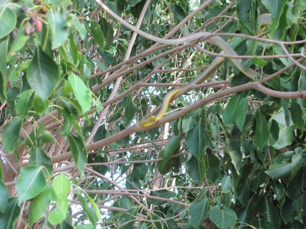Common Tree Snake - 10,000 Birds