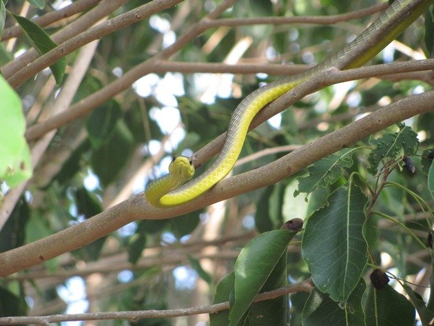 Common Tree Snake - 10,000 Birds