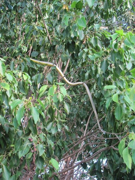 Common Tree Snake - 10,000 Birds