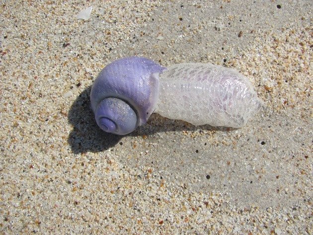 Sea Snakes and other creatures of the beach - 10,000 Birds