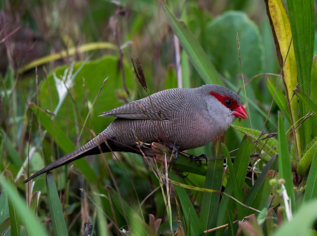 A few hours of birding on Mauritius Island - 10,000 Birds