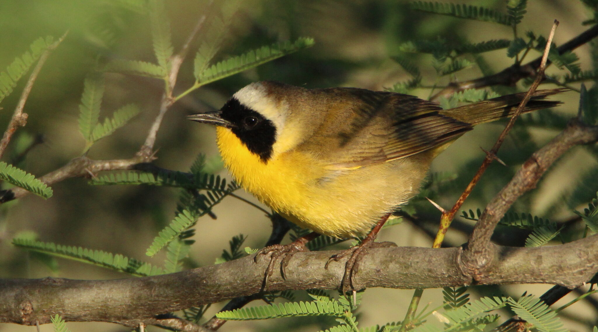 Rare, but Resilient - 10,000 Birds