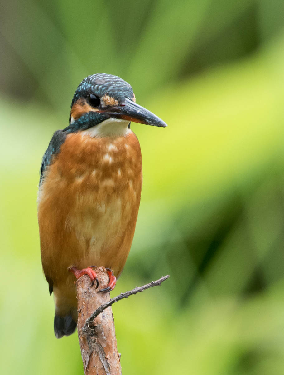 Birding Singapore - 10,000 Birds