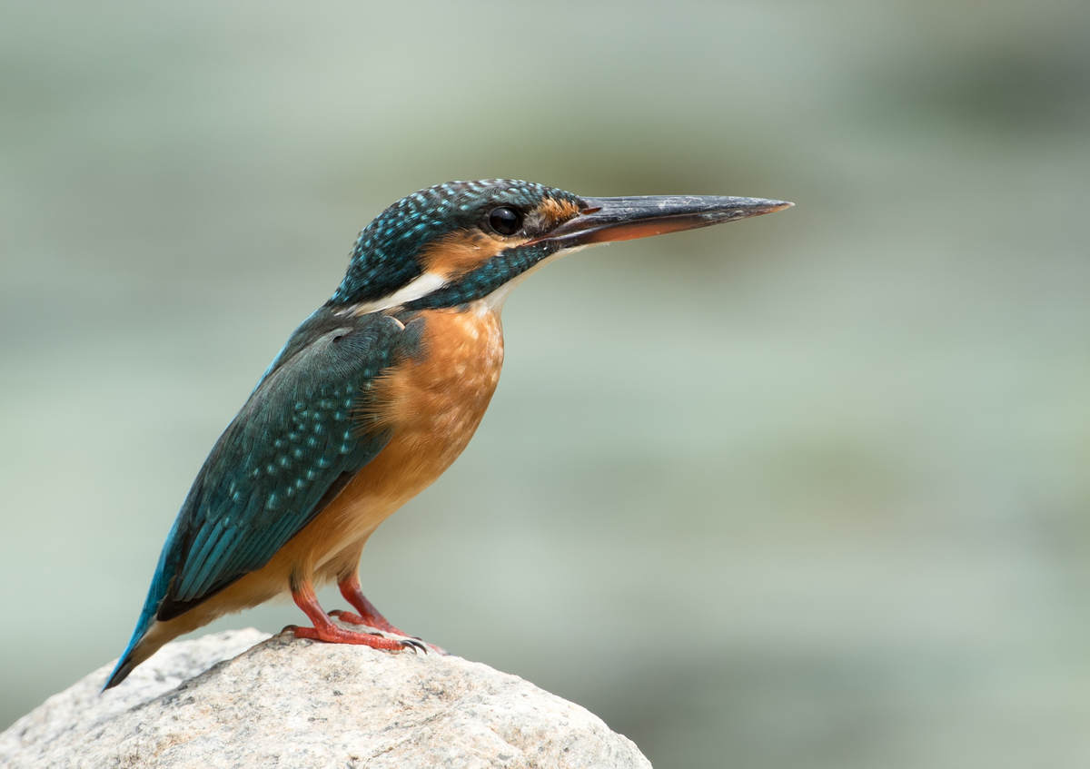 Birding Singapore - 10,000 Birds