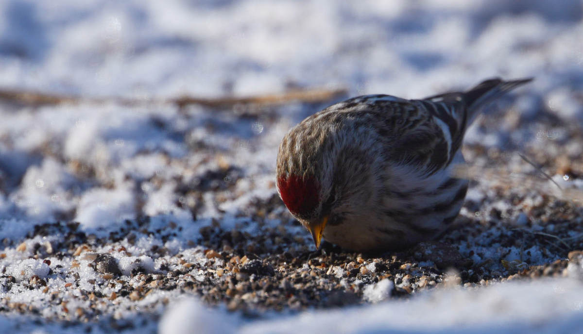 Birding Inner Mongolia - 10,000 Birds