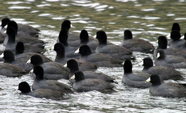 Waterfowl at the Local Water Treatment Plant - 10,000 Birds