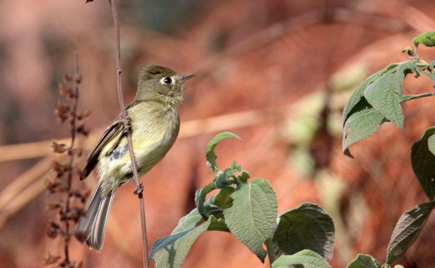 The indistinguishable Empidonax Flycatchers - 10,000 Birds