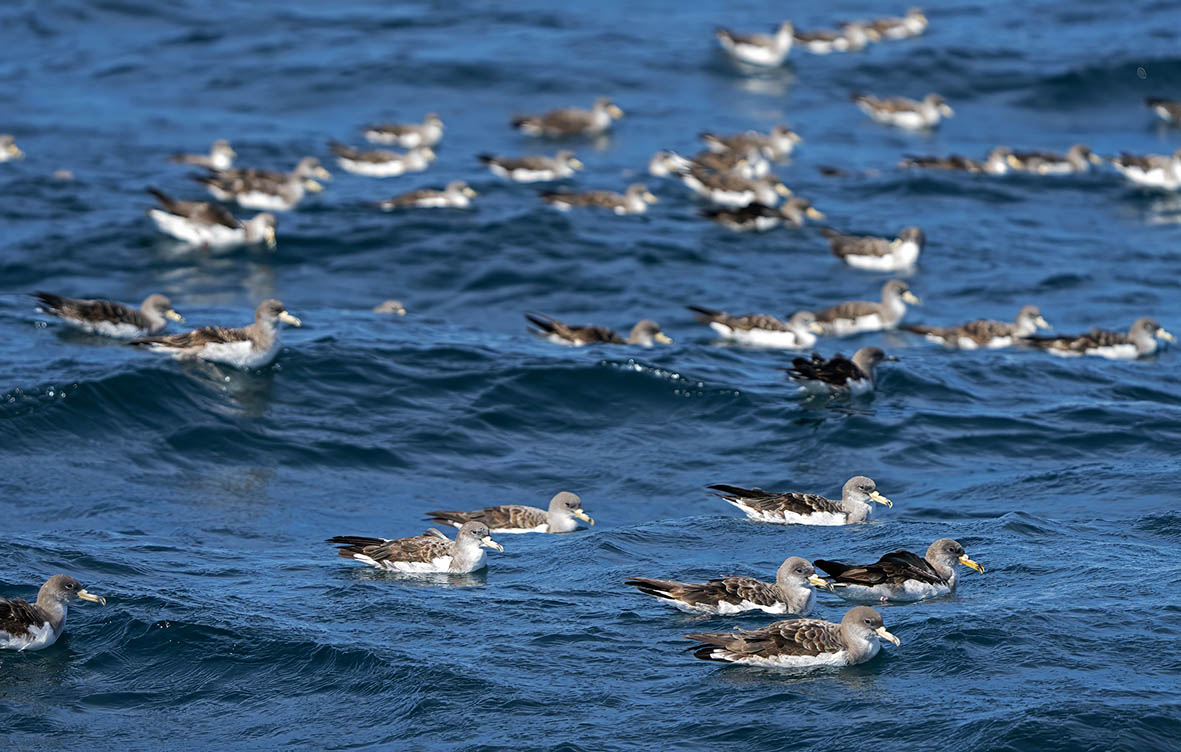 When the sea becomes a desert - 10,000 Birds