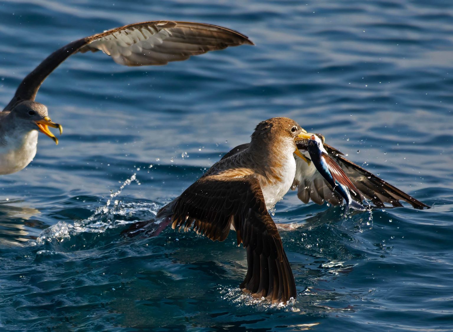 When the sea becomes a desert - 10,000 Birds