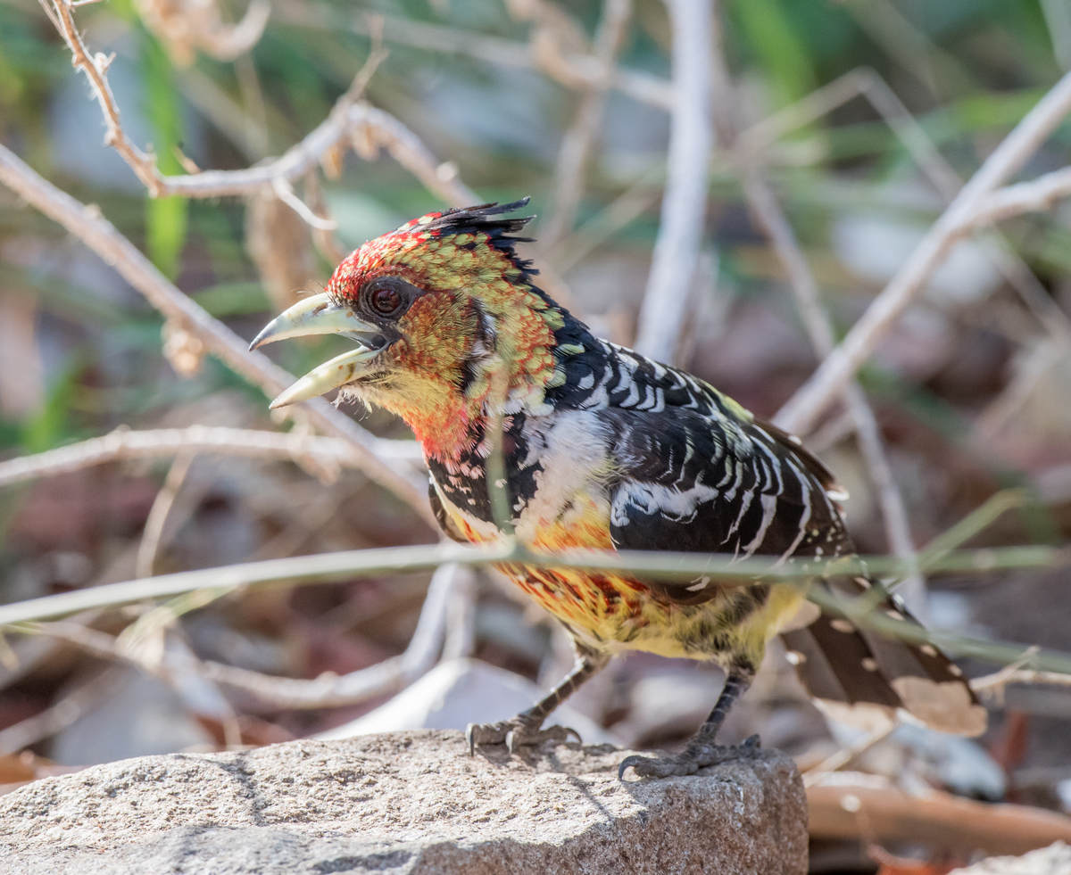 Crested and Proud - 10,000 Birds