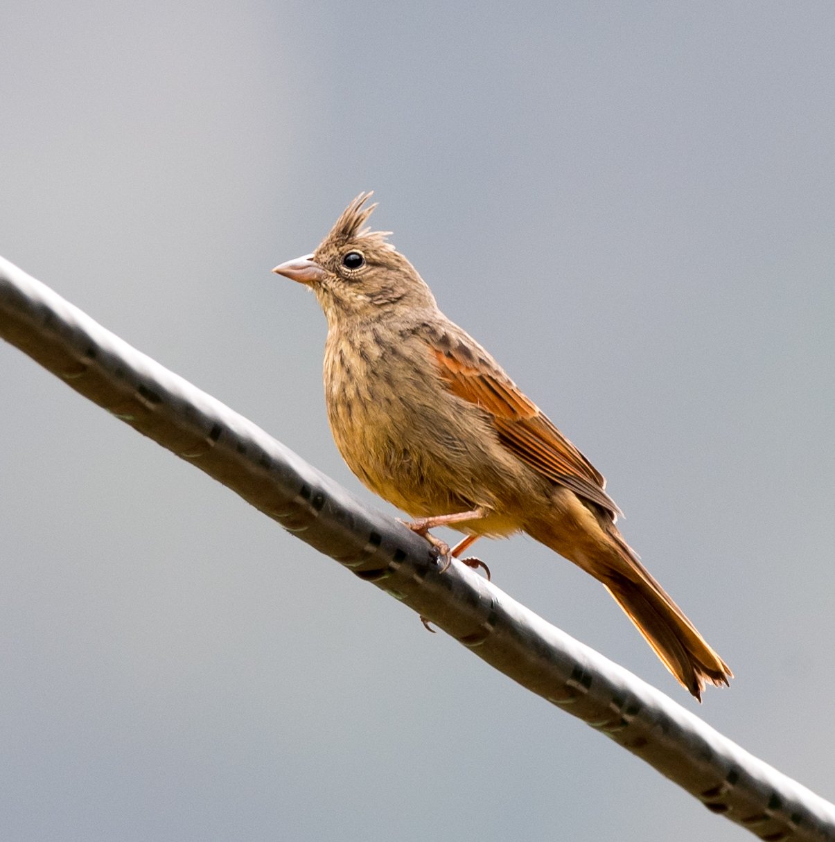 Birding Nonggang, Guangxi, China - 10,000 Birds