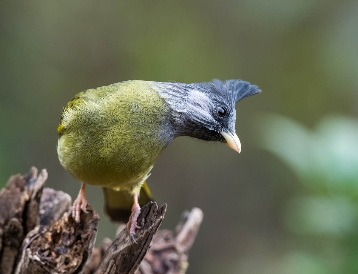 Crested and Proud - 10,000 Birds