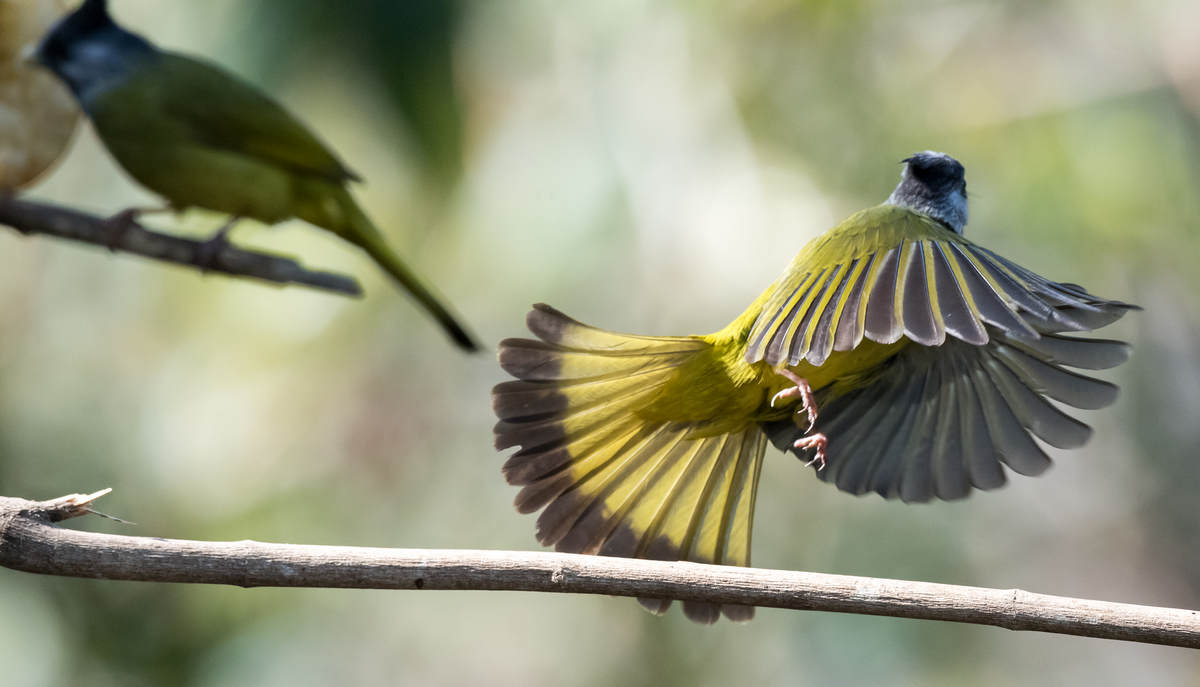 Crested and Proud - 10,000 Birds