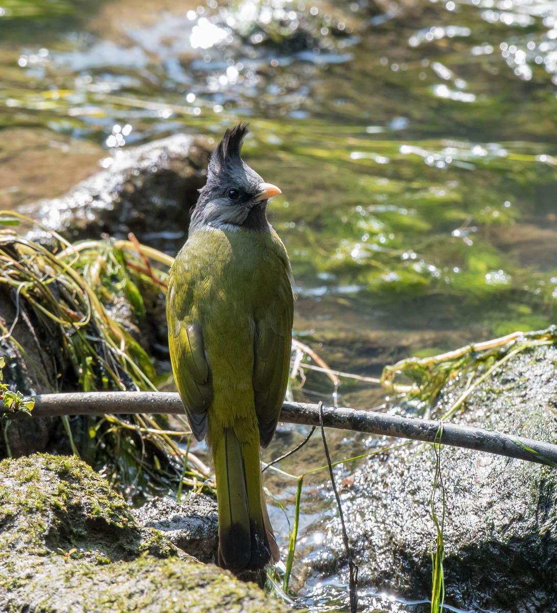 Birding Tengchong, Yunnan, China in 2017 - 10,000 Birds