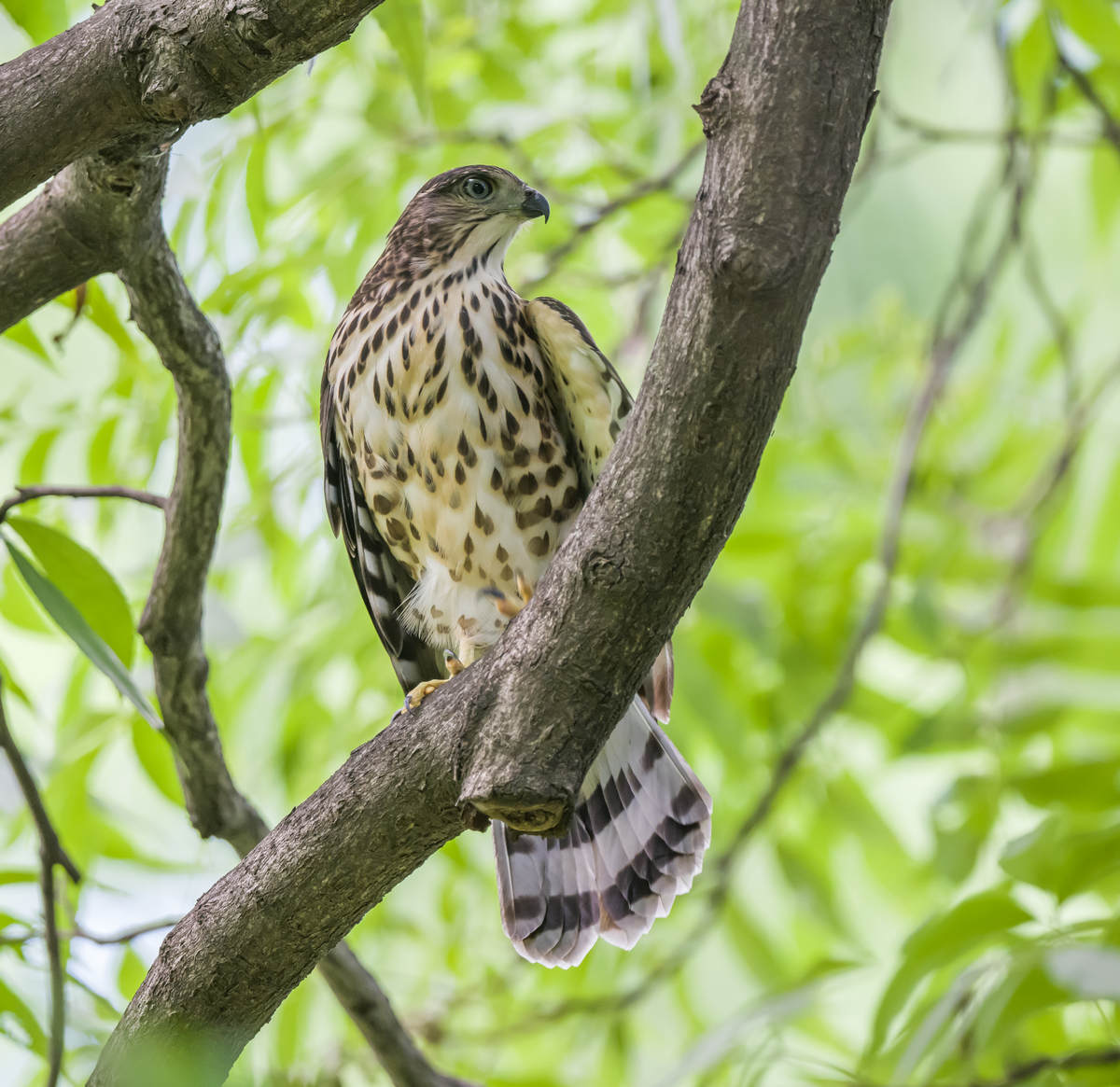 Crested and Proud - 10,000 Birds