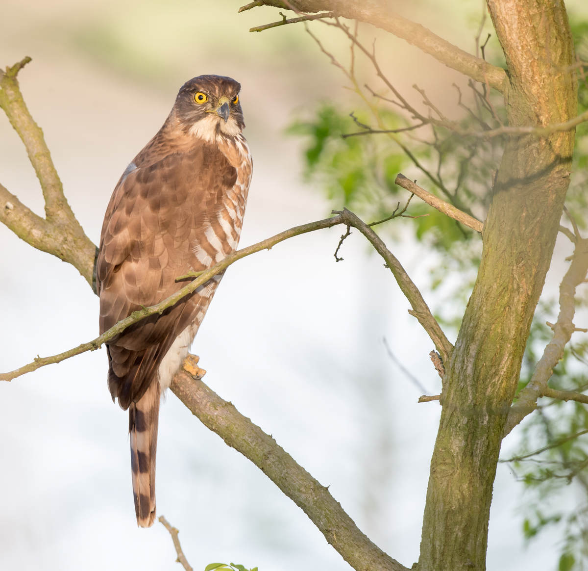 Crested and Proud - 10,000 Birds