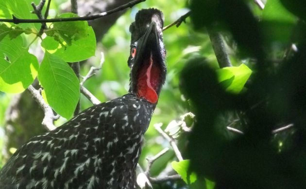 The “Turkeys” of Costa Rica - 10,000 Birds