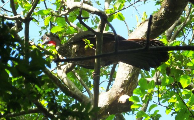 The “Turkeys” of Costa Rica - 10,000 Birds