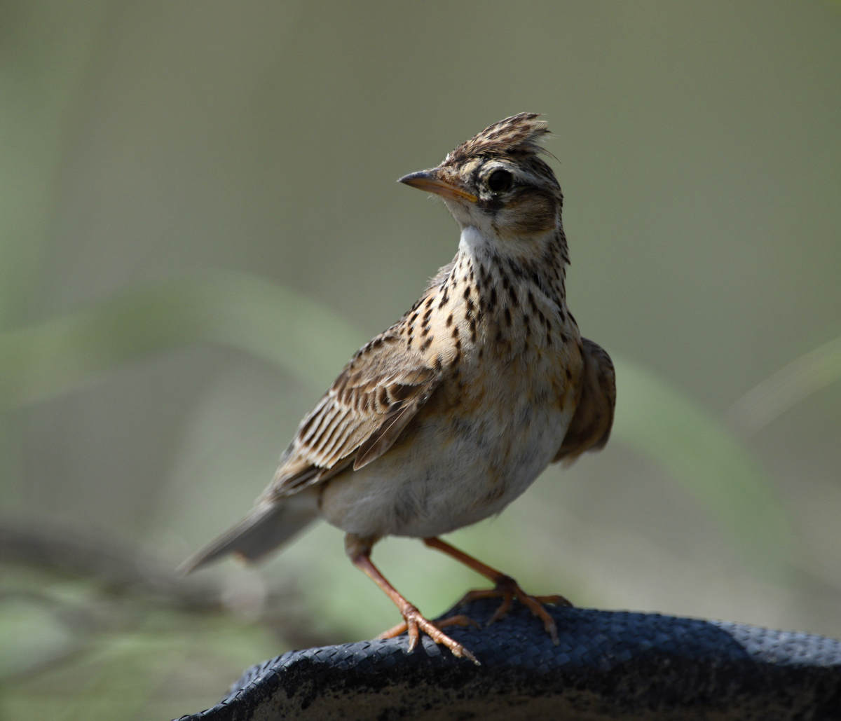 Crested and Proud - 10,000 Birds