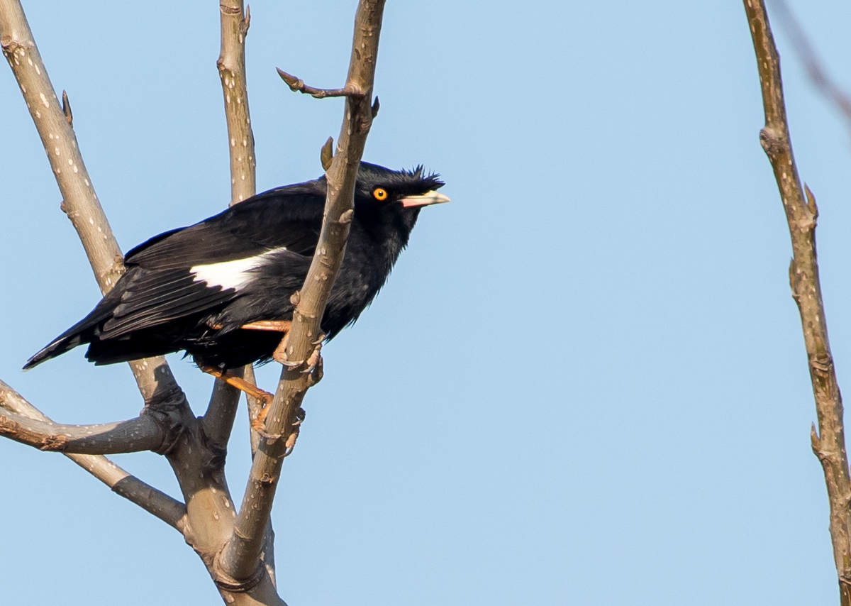 Birding Yancheng, Jiangsu - 10,000 Birds