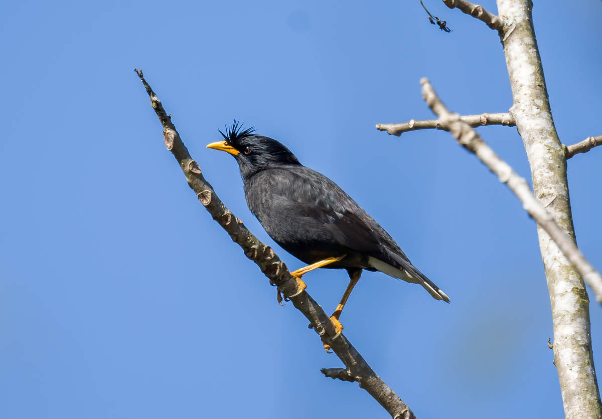Birding Tongbiguan, Yunnan (part 1) - 10,000 Birds