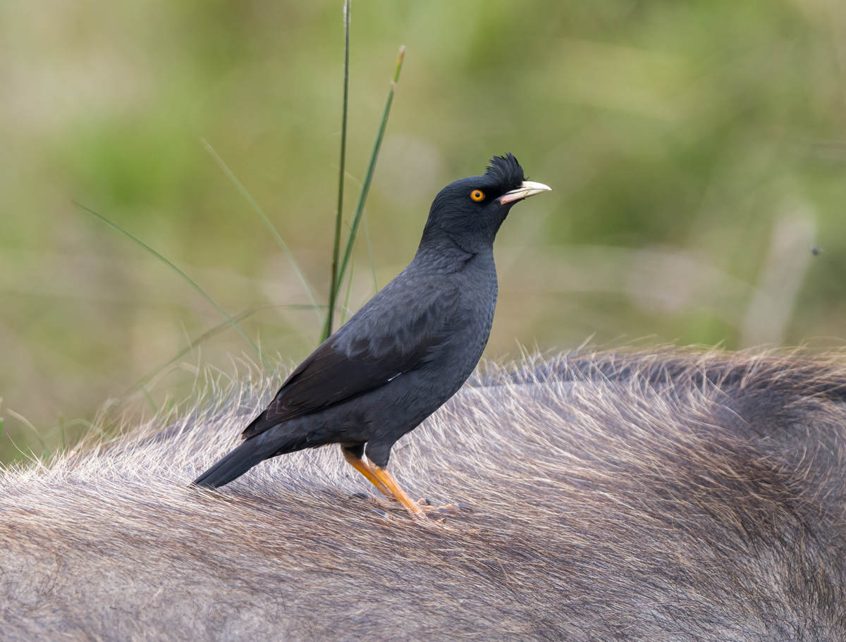 Crested and Proud - 10,000 Birds