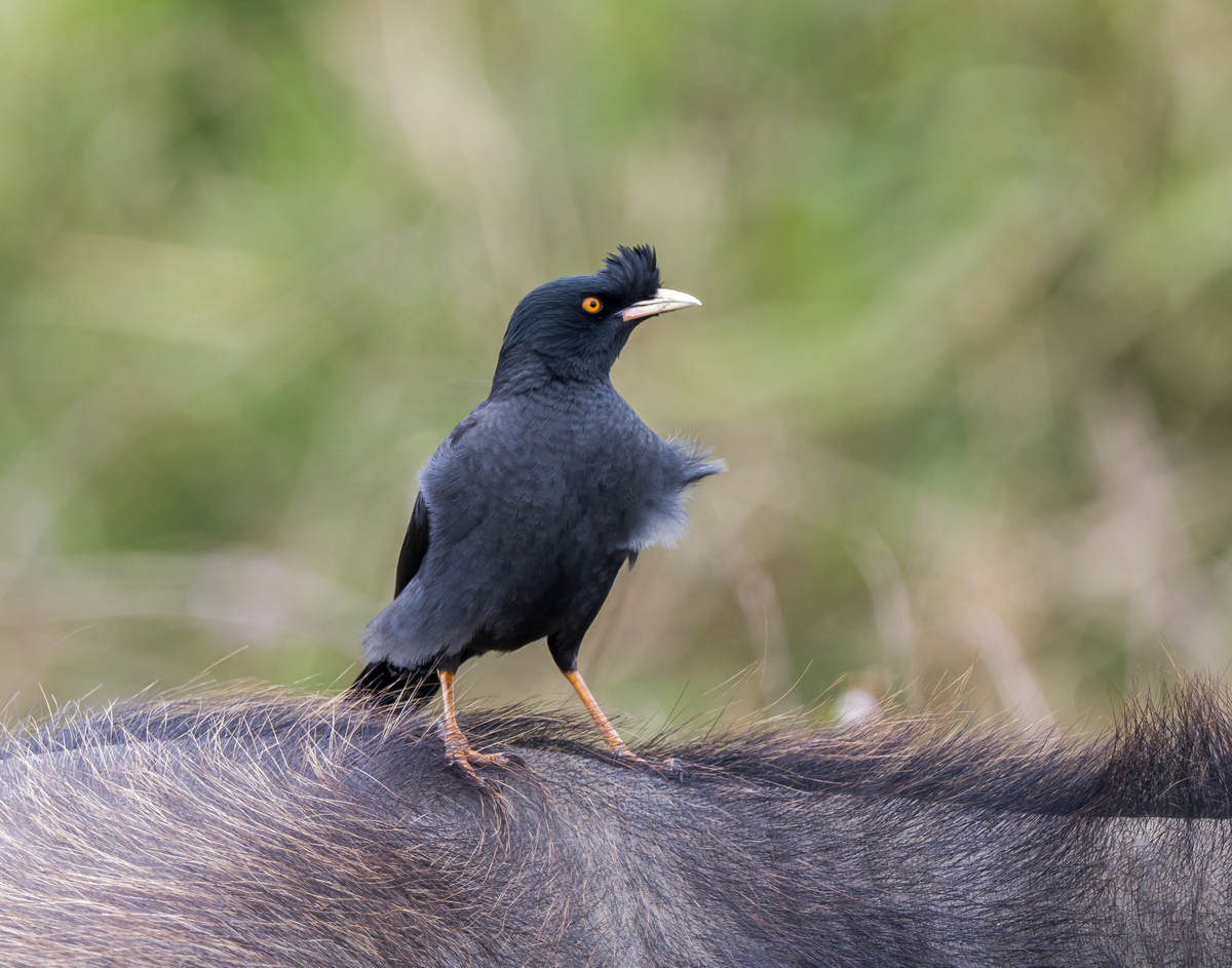 Birding the Danzhou Bay area (Hainan, China) by day - 10,000 Birds