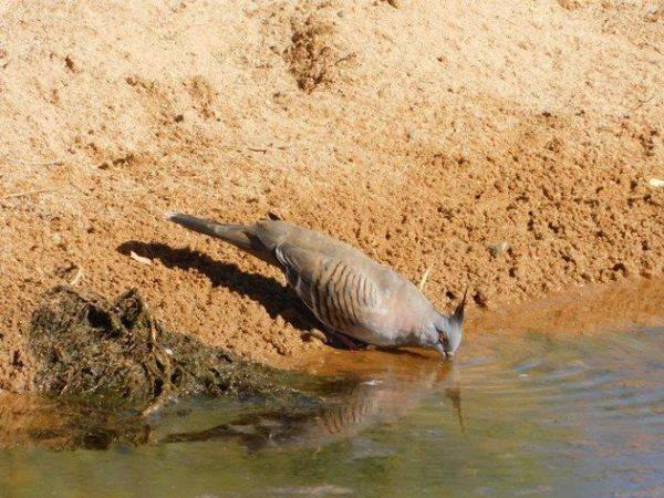 A Pilbara pool - 10,000 Birds