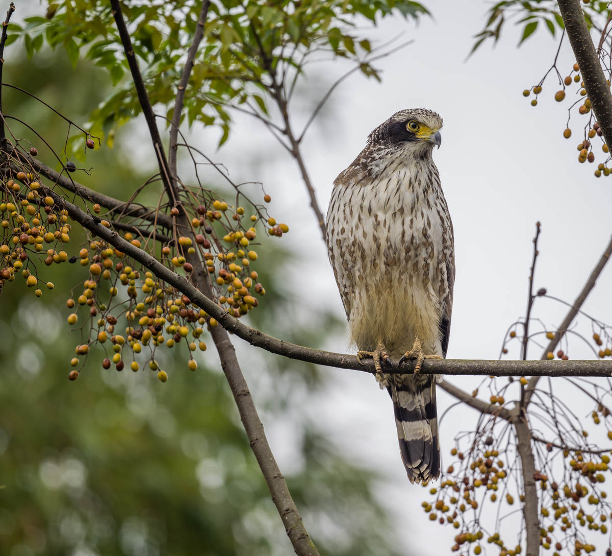 Birding Nonggang, Guangxi, China - part 2 - 10,000 Birds