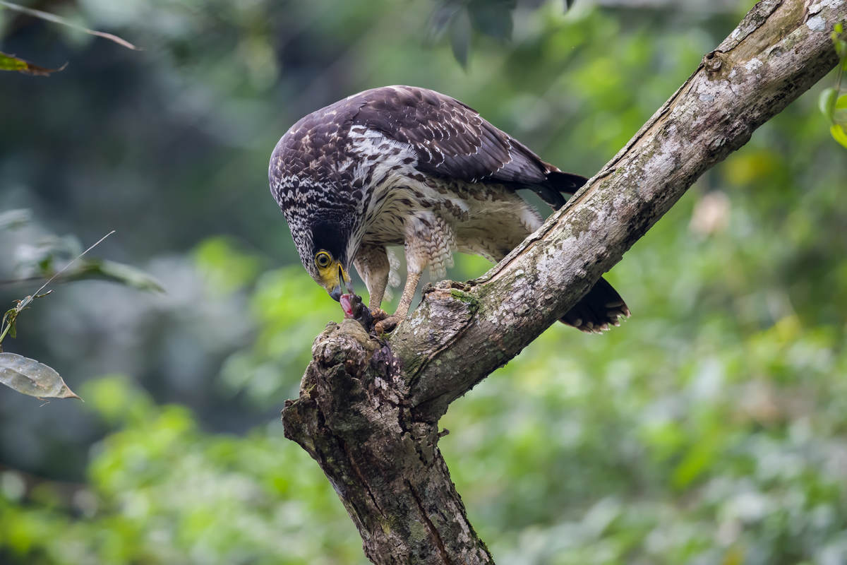 Birding Nonggang, Guangxi, China - part 2 - 10,000 Birds