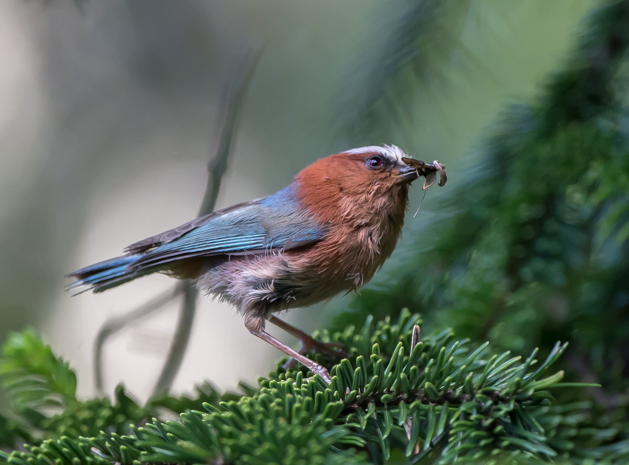Birding Gonggangling and Dujiangyan, Sichuan, China - 10,000 Birds