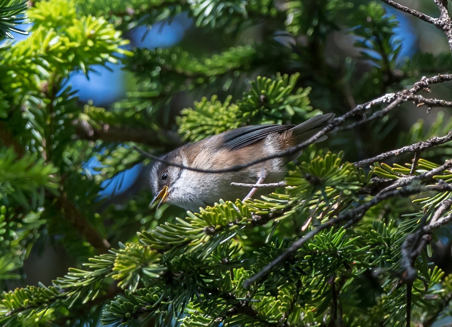 Birding Gonggangling and Dujiangyan, Sichuan, China - 10,000 Birds