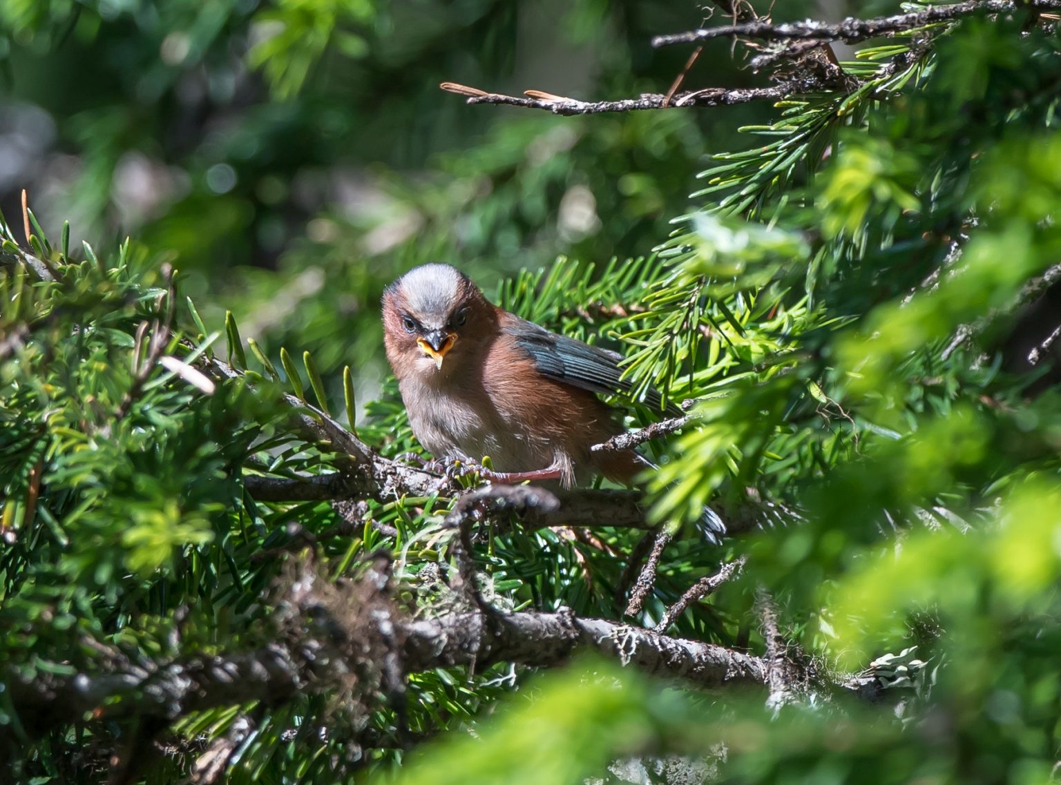 Birding Gonggangling and Dujiangyan, Sichuan, China - 10,000 Birds